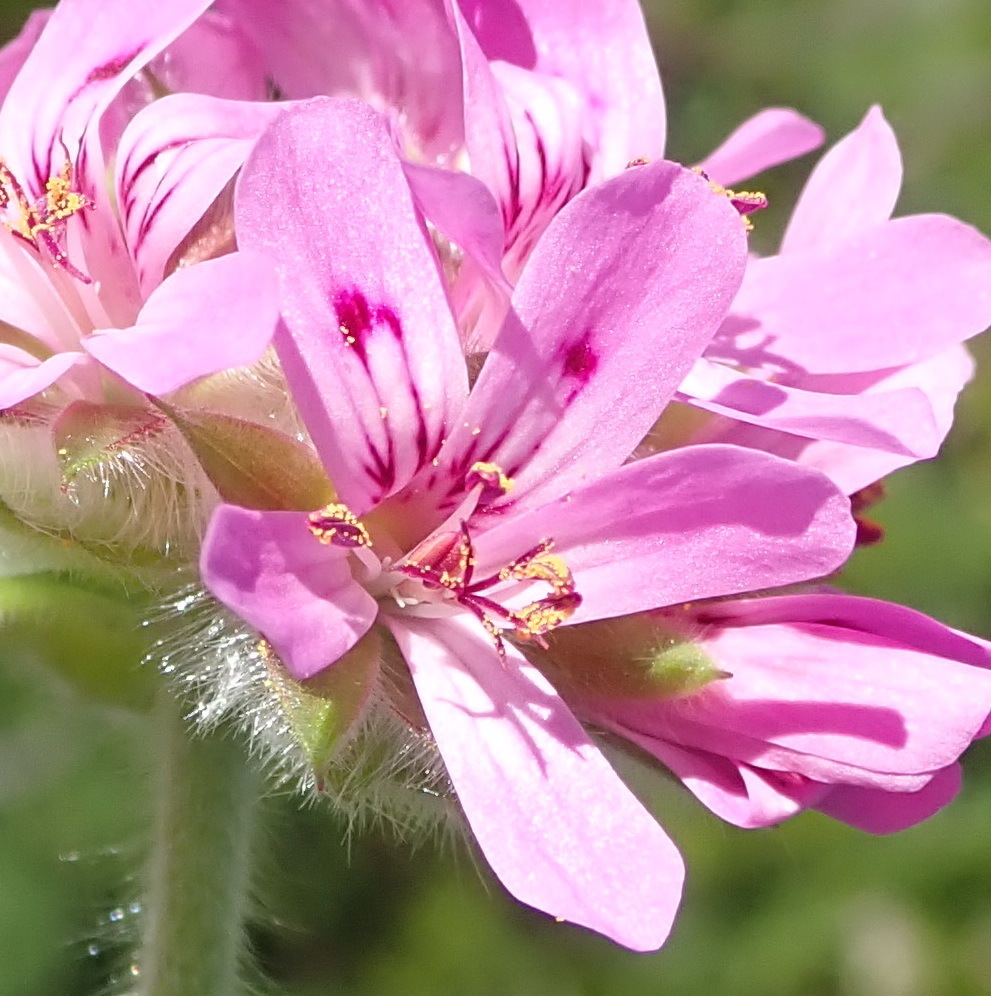 rose-scented geranium from White Heather, Lake Brenton, South Cape DC ...