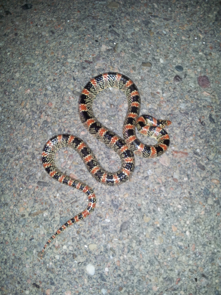 Long-nosed Snake in May 2013 by Travis W. Taggart · iNaturalist