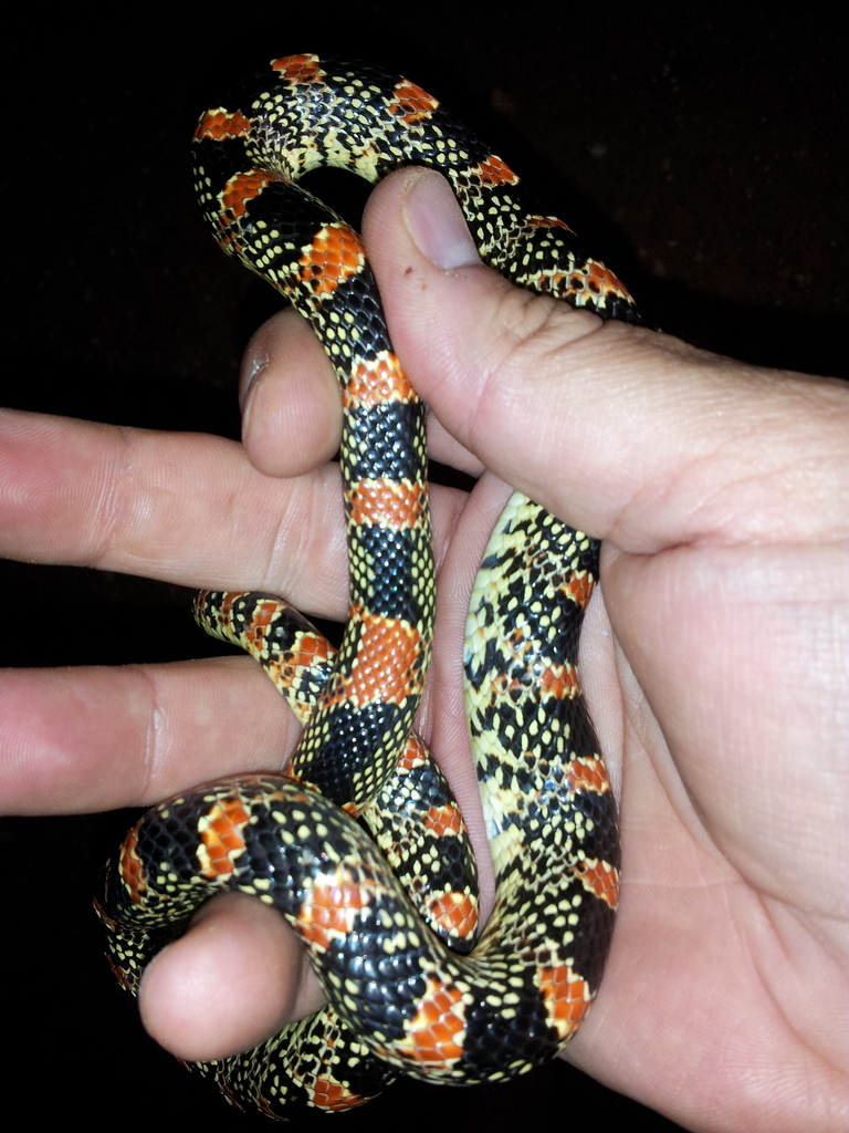 Long-nosed Snake in August 2013 by Travis W. Taggart · iNaturalist