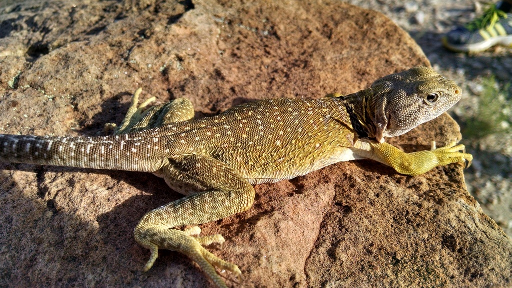 Eastern Collared Lizard from Cimarron, Oklahoma, United States on July ...