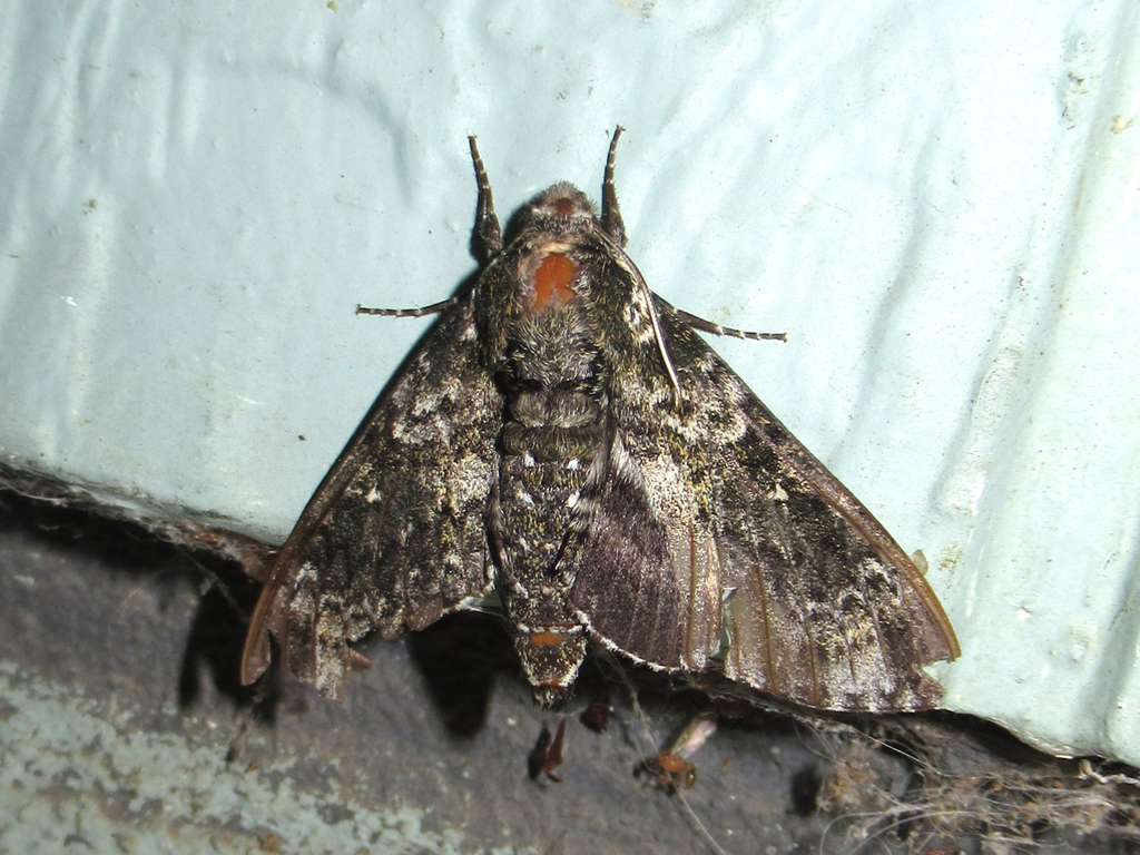 Pawpaw Sphinx from Salton Drive, Austin, Travis Co., TX on August 29 ...