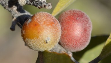 Honey Gwarrie (Trees of the Cape Peninsula) · iNaturalist