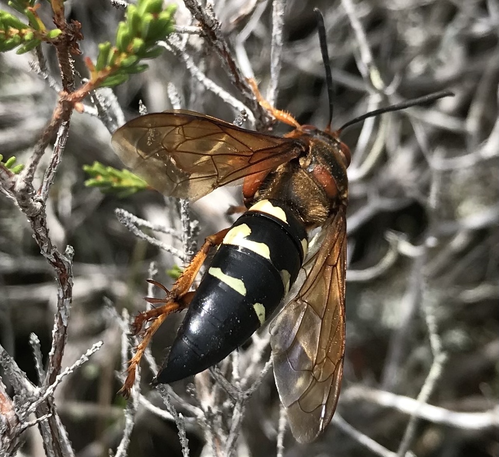 Eastern Cicada-killer Wasp from Cape Cod National Seashore, Wellfleet ...