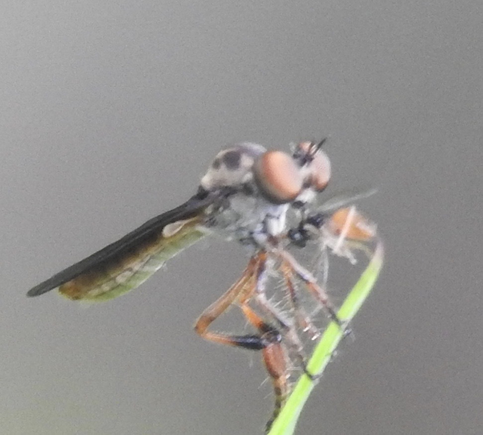 Gnat Ogres from Woodstock, MD, USA on August 12, 2017 at 10:58 AM by ...