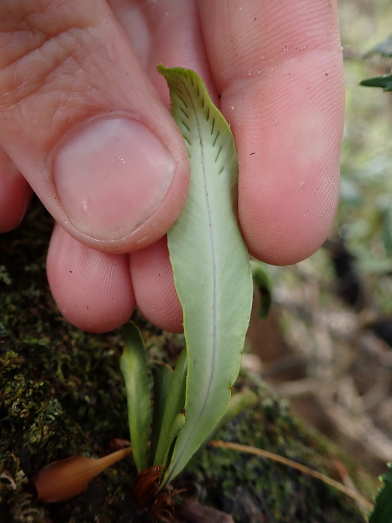 Southern strap fern in November 2017 by Alex Fergus · iNaturalist