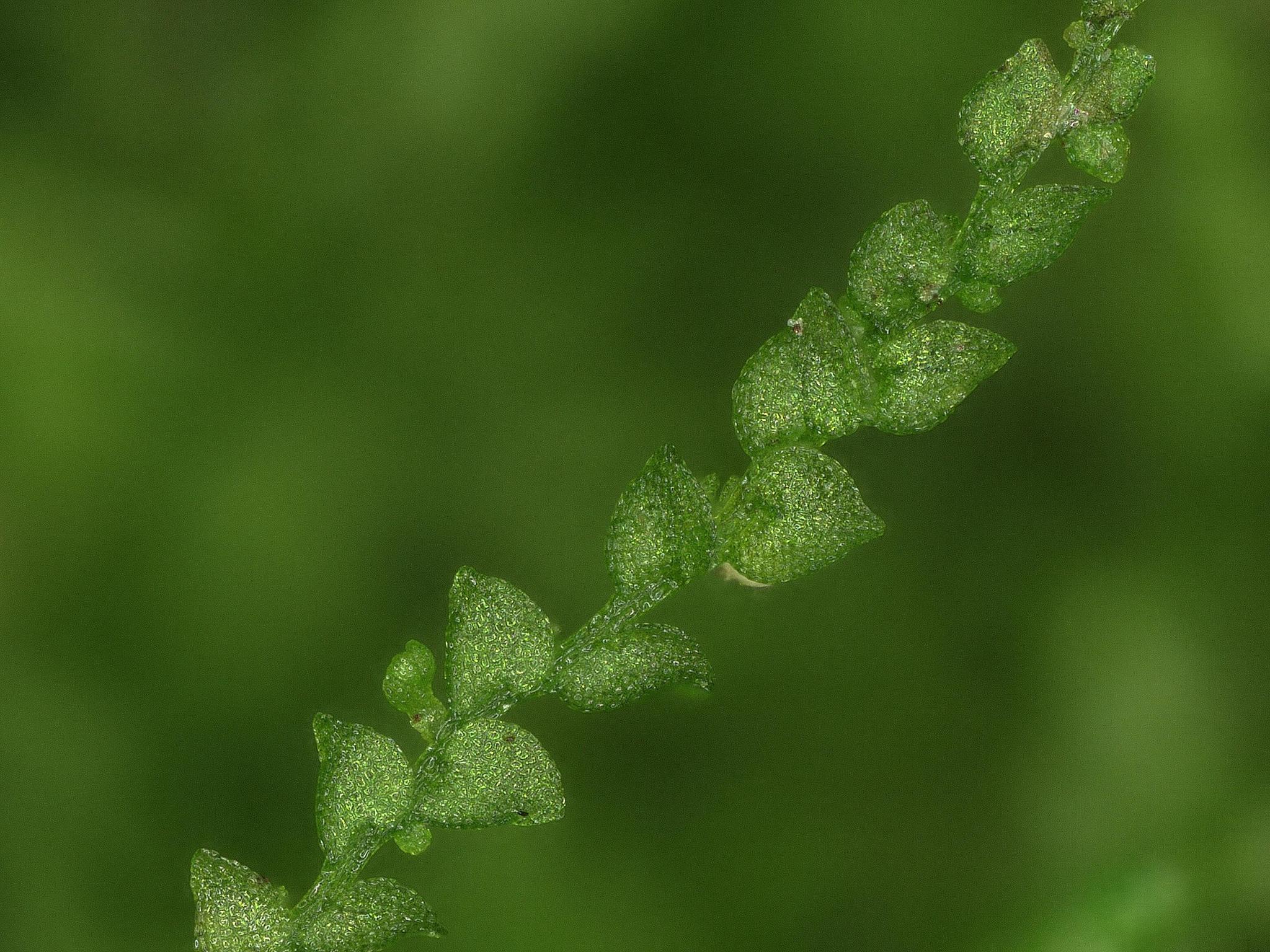 Microlejeunea ulicina (Taylor) Steph.