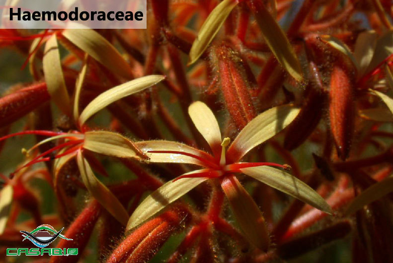 Blood Roots from Langeberg fynbos foothills, Montagu: Private land on ...