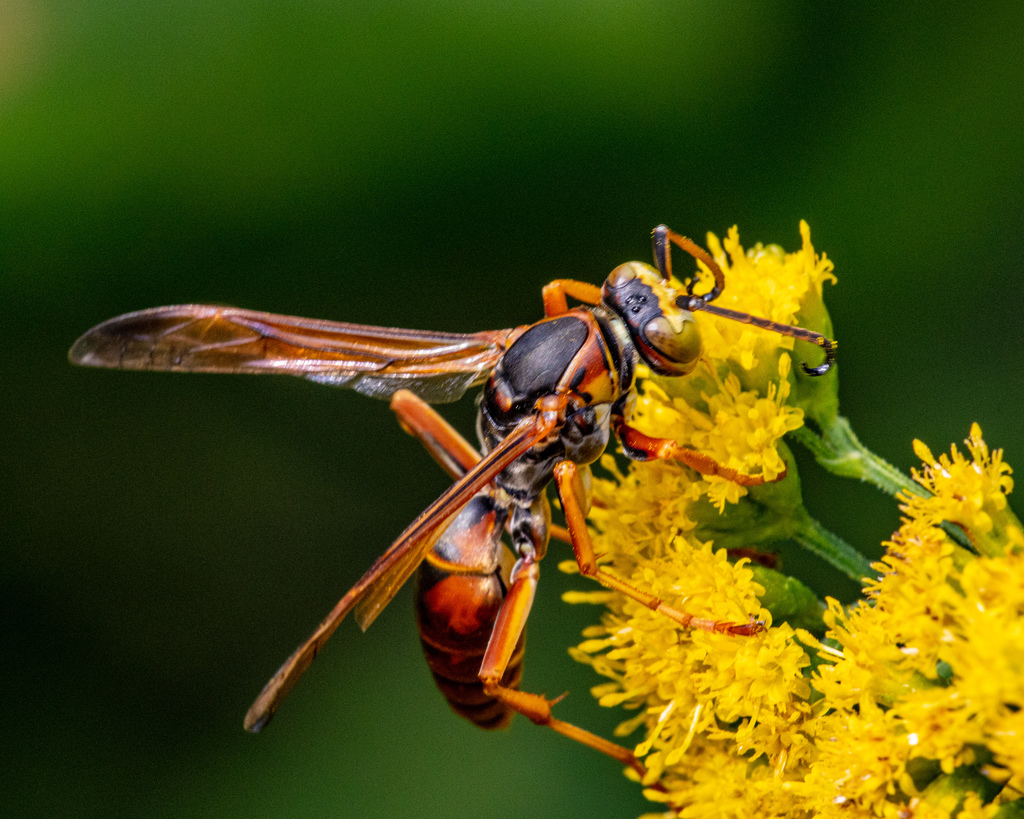 Dark Paper Wasp from Herndon, PA, USA on August 31, 2021 at 01:17 PM by ...