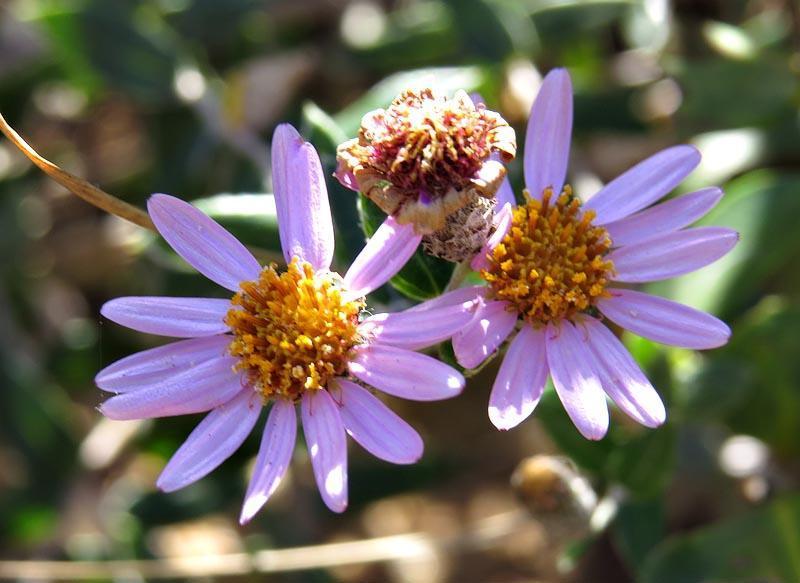 Bushman Tea from Ngwempisi, track to lodge overlooking river, below ...