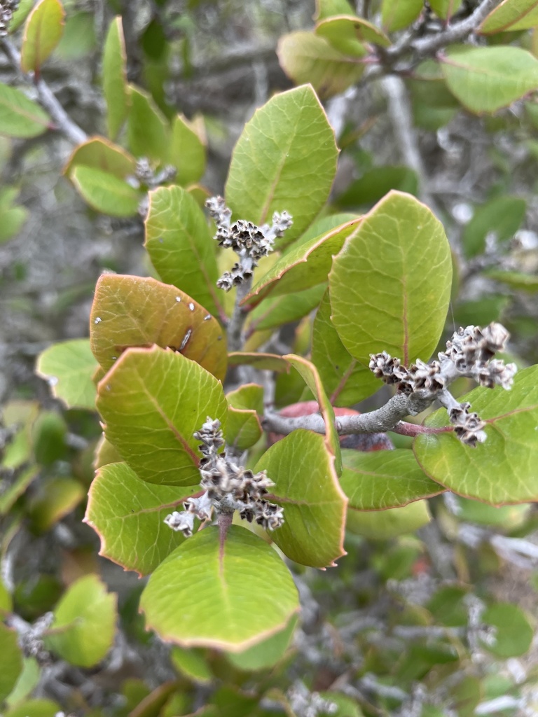 lemonade berry from Hopkins Ln, San Diego, CA, US on August 31, 2021 at ...