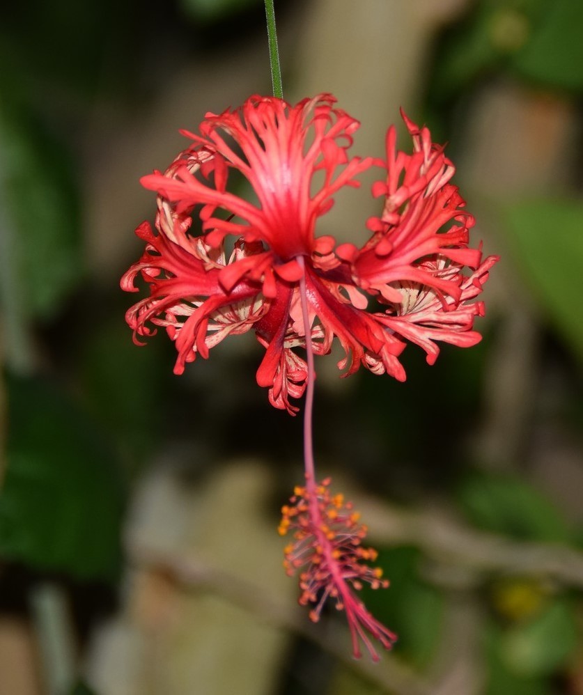 Spider Hibiscus (Hibiscus schizopetalus) - Botanical Realm