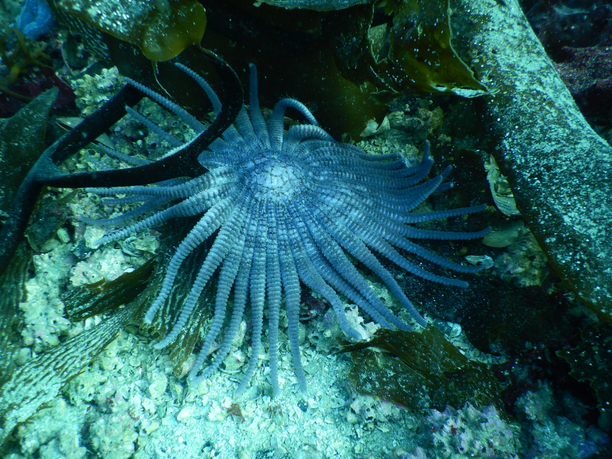 Labidiaster Lütken, 1871