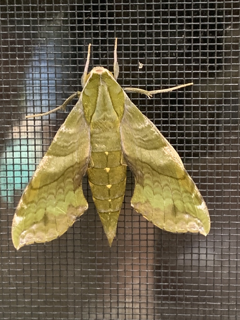 Pluto Sphinx from Heather Fields Ct, Fleming Island, FL, US on August ...