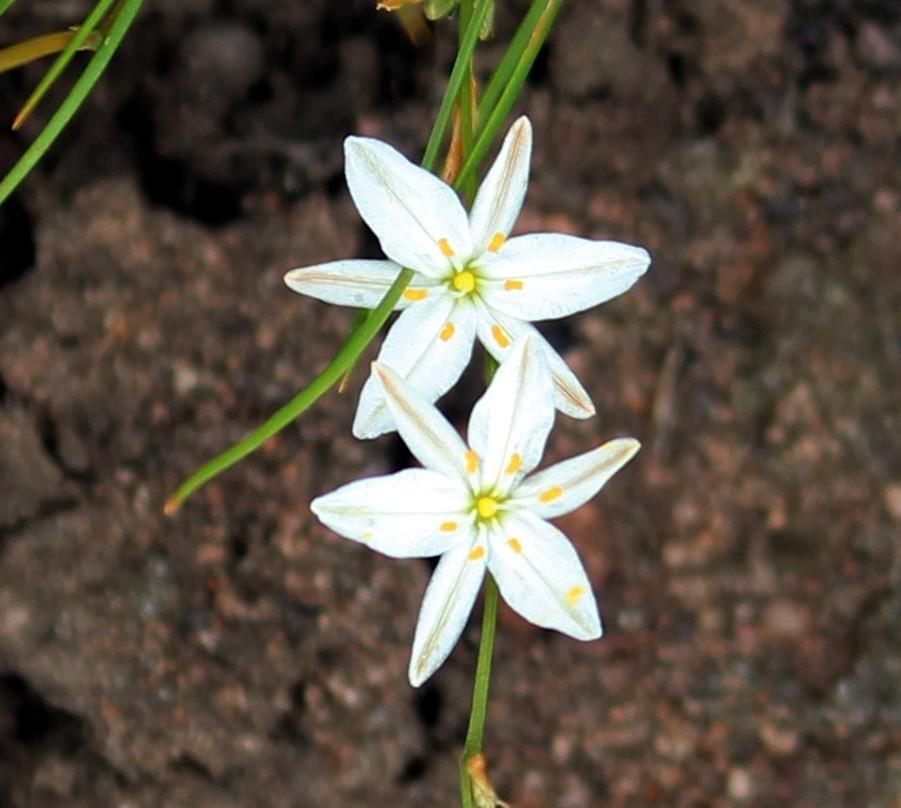 Common Salty Capespinach (Trachyandra saltii saltii) - Botanical Realm