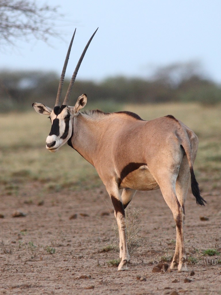 Oryxes (Oryx) - Know Your Mammals