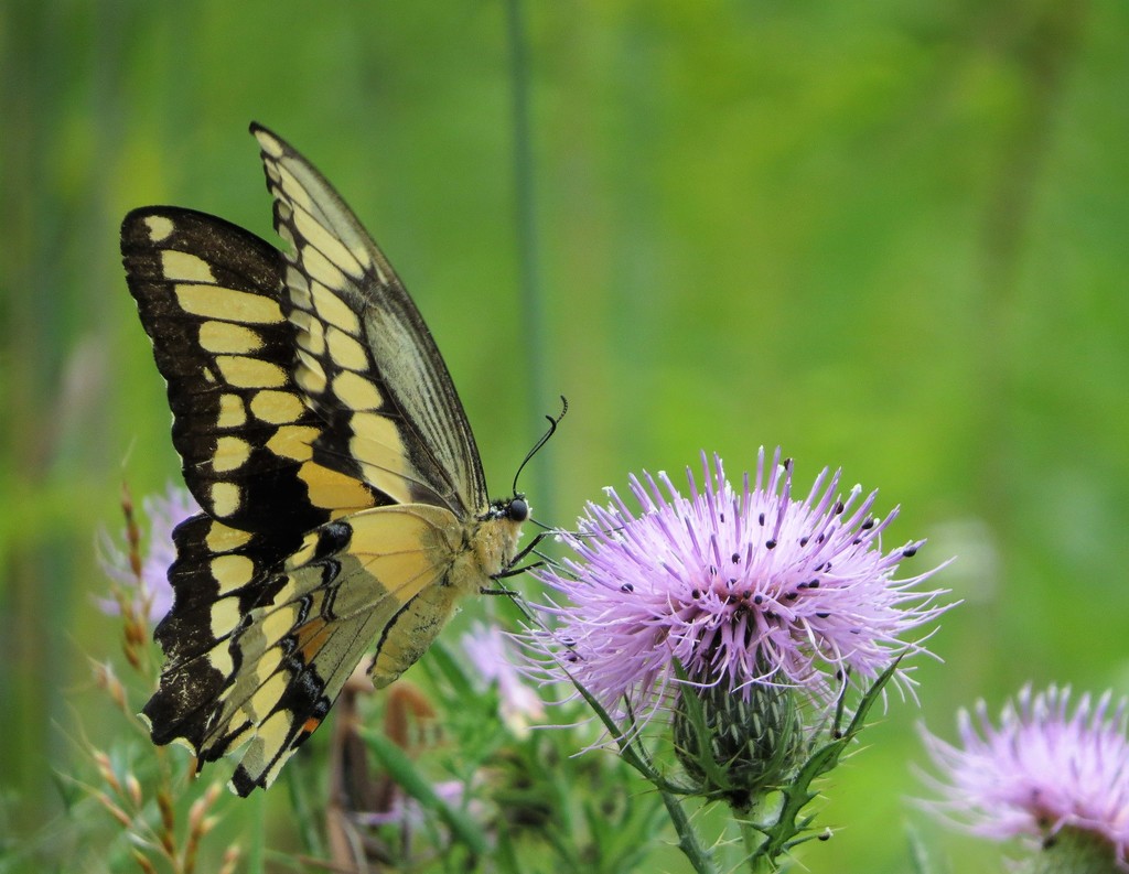 Eastern Giant Swallowtail from Hockessin, DE, USA on August 31, 2021 at ...