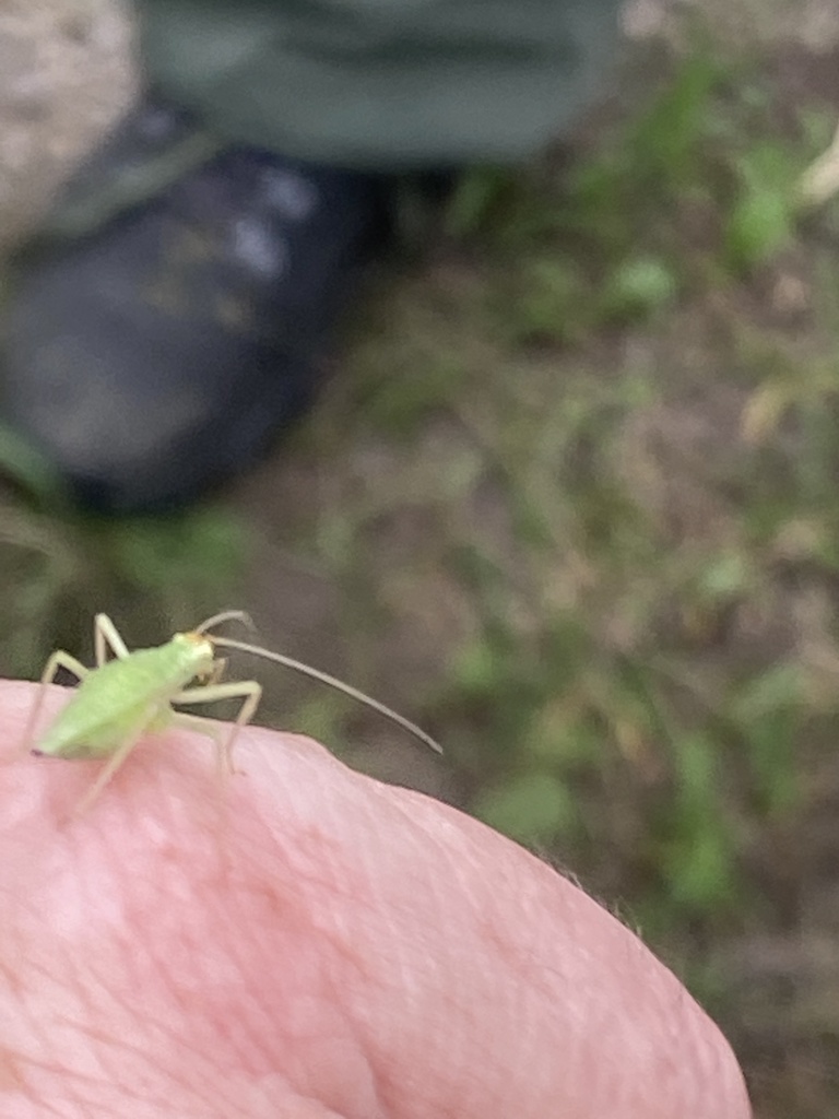 Common Tree Crickets from Franklin Park Zoo, Boston, MA, US on August ...