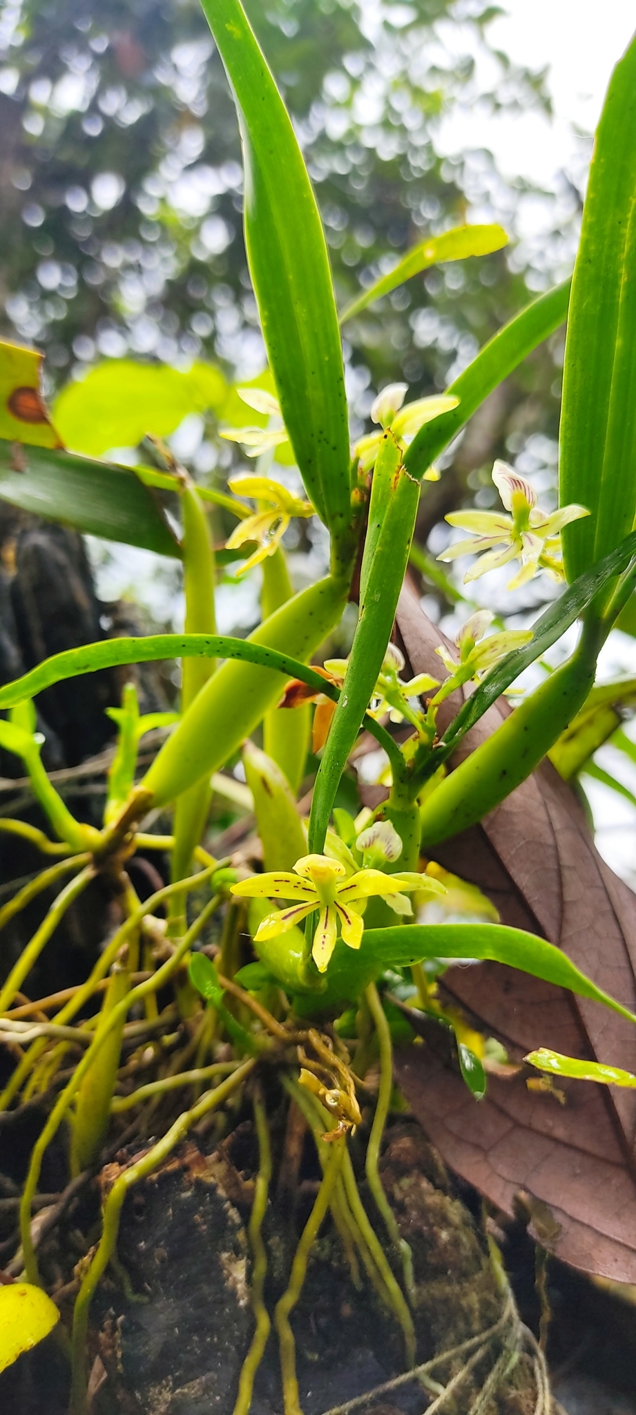 Prosthechea abbreviata (Schltr.) W.E.Higgins