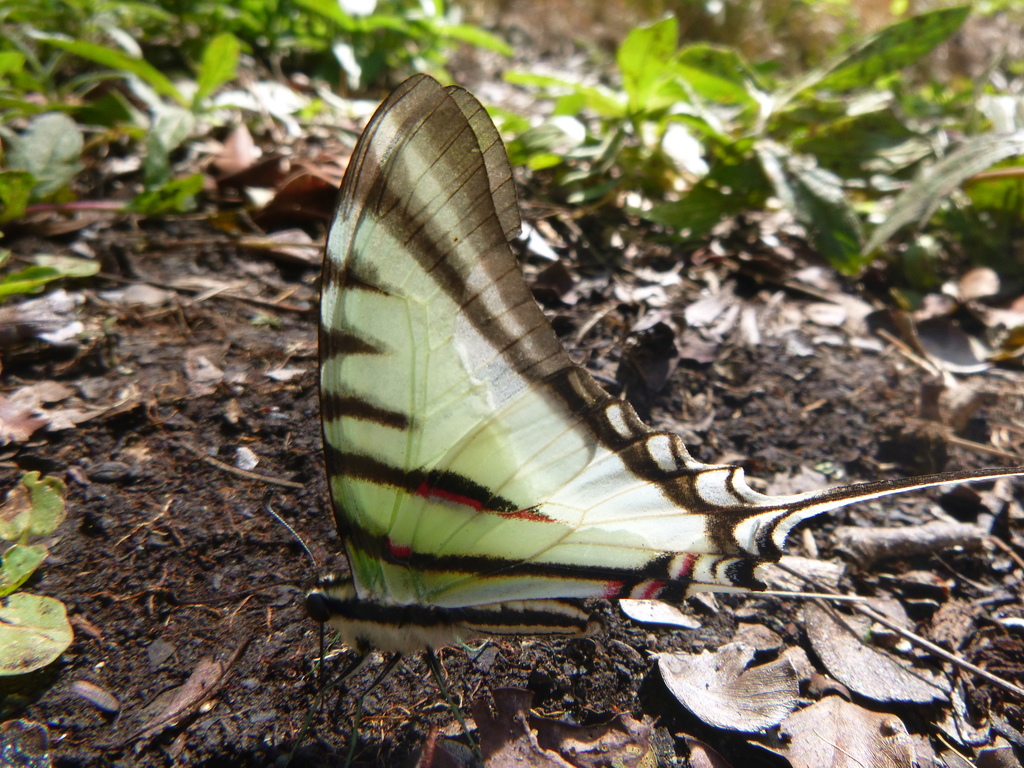 Neographium agesilaus neosilaus from 77544 Valladolid Nuevo, Q.R ...
