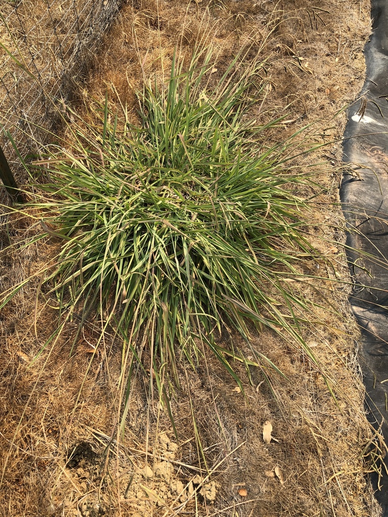 Dallis grass from Husch Vineyards, Philo, CA, US on August 19, 2021 at ...