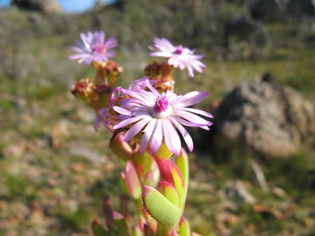 Lampranthus profundus from Piketberg, west on September 19, 2007 by ...