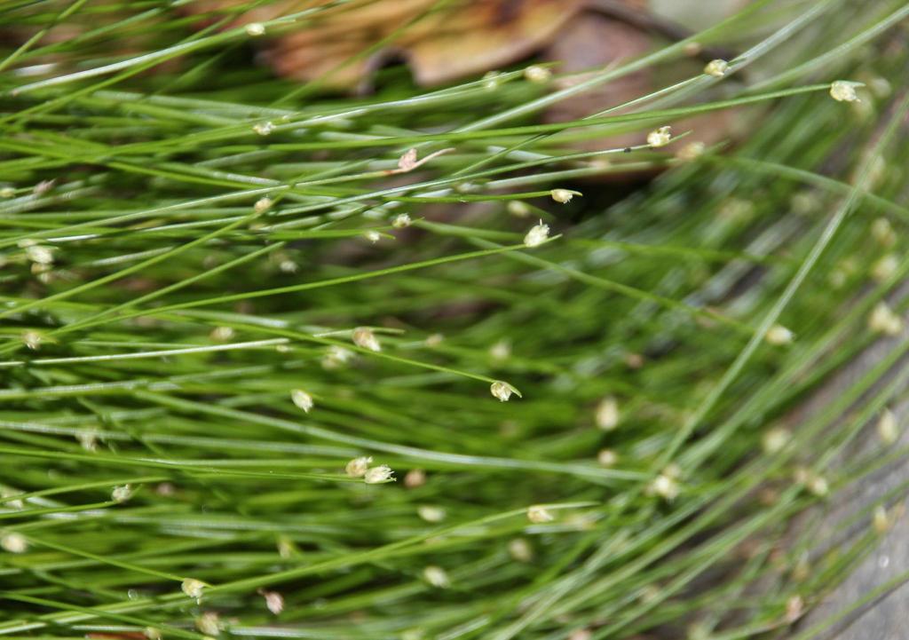 Slender Clubrush (NatCarbon EC Plant Guide) · iNaturalist