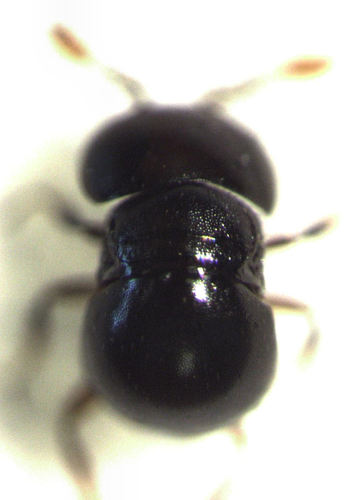 Baeus leai · iNaturalist United Kingdom