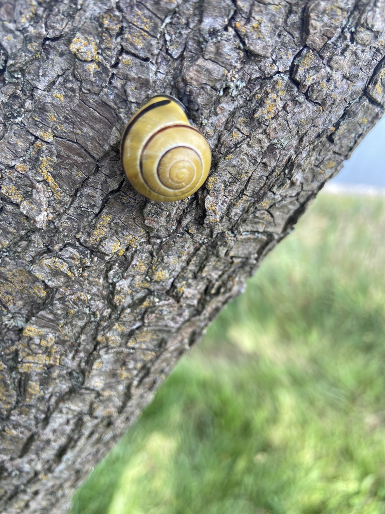 Brown-lipped Snail from Georges Island, Boston, MA, US on August 31 ...
