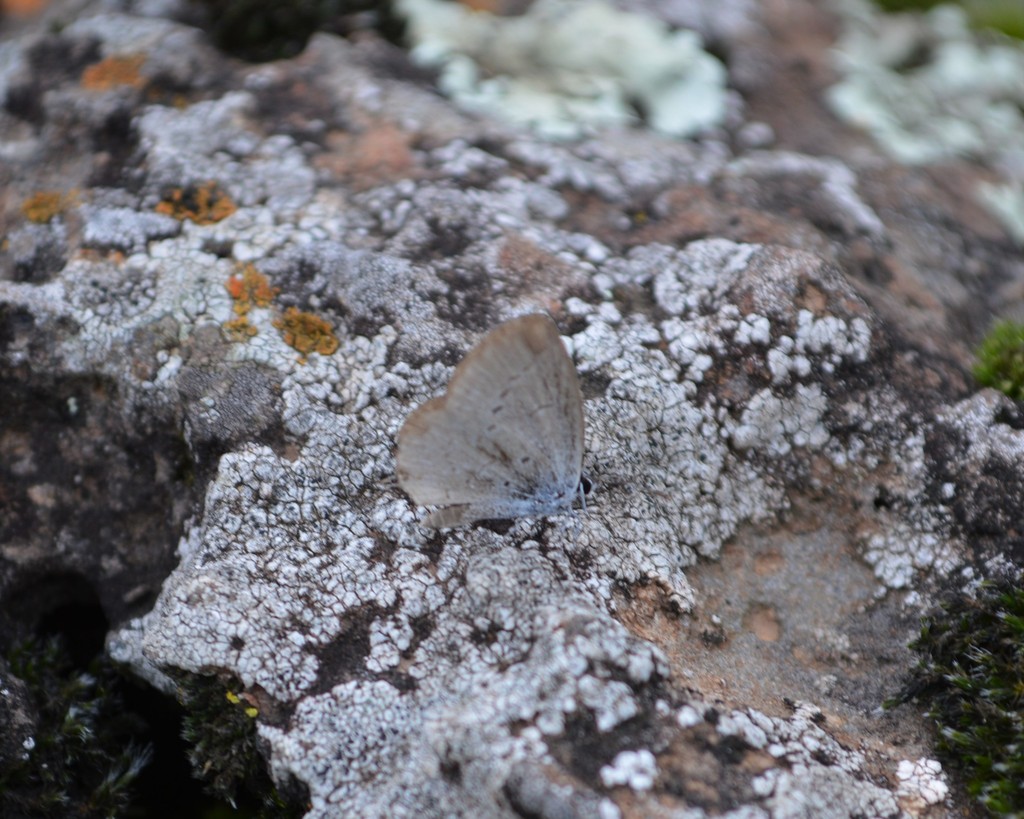 Echo Azure from Acatlán, Hgo., México on August 31, 2021 at 11:29 AM by ...