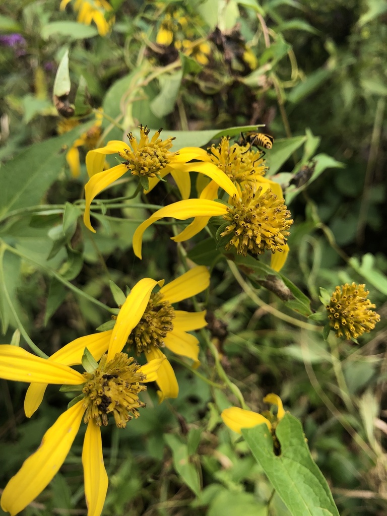 cutleaf coneflower from University of Missouri, Columbia, MO, US on ...