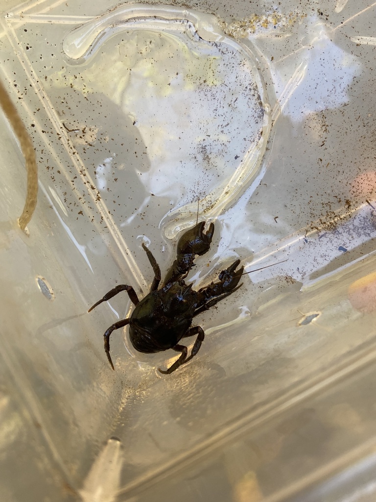 Aegla franca from Claraval, MG, BR on August 31, 2021 at 10:05 AM by ...