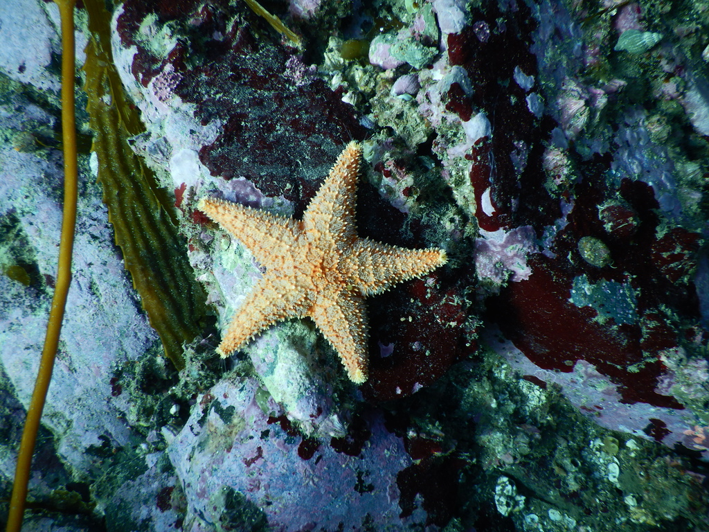 Reticulated Spiny Star from Ushuaia, Tierra del Fuego, Argentina on ...