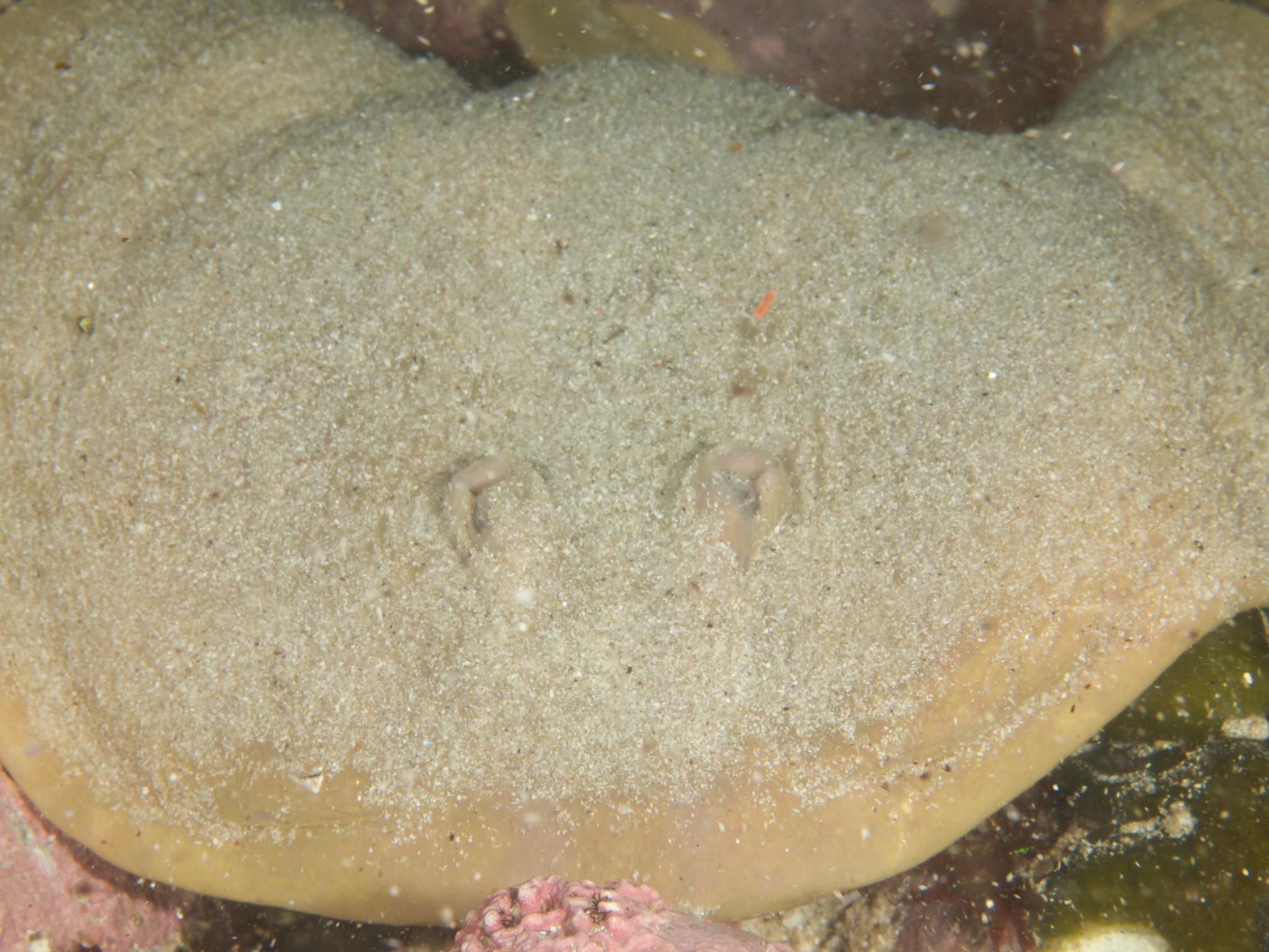 Narke capensis (Gmelin, 1789)