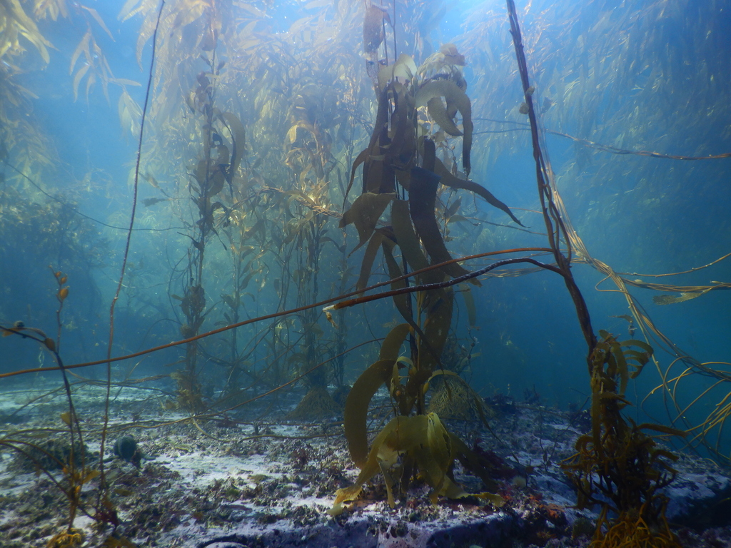 Giant Kelp from Ushuaia, Tierra del Fuego, Argentina on August 14, 2021 ...