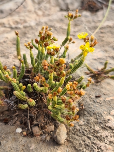 Section Coridium · iNaturalist