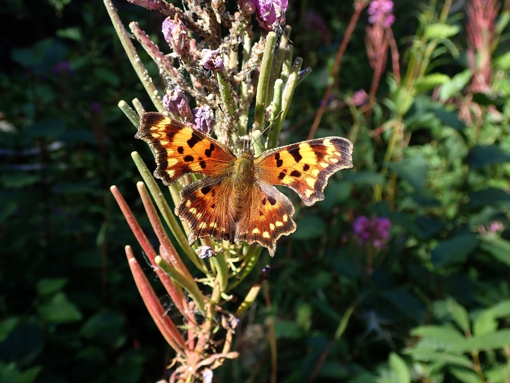Green Comma from Okanogan County, WA, USA on August 29, 2021 at 01:00 ...
