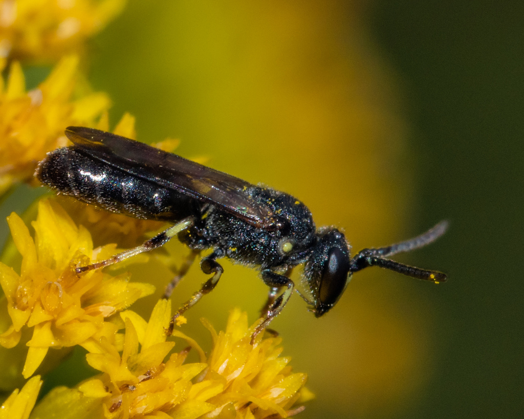 Modest Masked Bee from Brampton, ON, Canada on August 31, 2021 at 01:19 ...