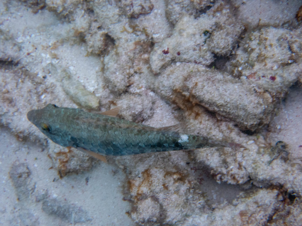 Redband Parrotfish from 102601 Overseas Hwy, Key Largo, FL 33037, USA ...