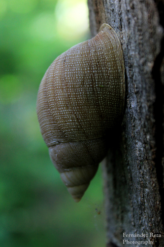 Naesiotus montezuma · iNaturalist