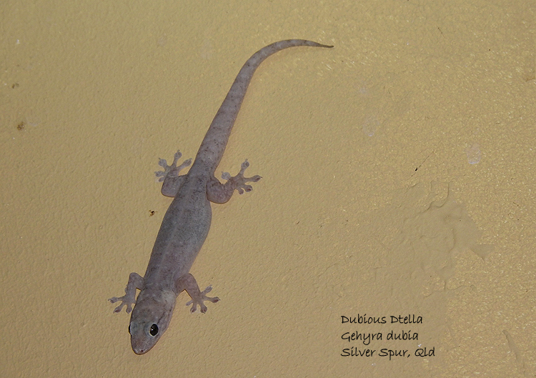 Dubious Dtella from Silver Spur QLD, Australia on August 28, 2021 at 07 ...