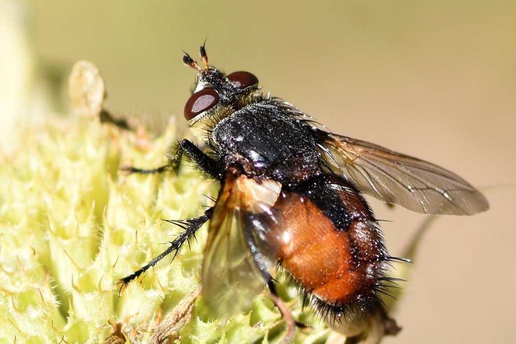 Tachina from Boulder County, CO, USA on August 24, 2021 at 12:26 PM by ...