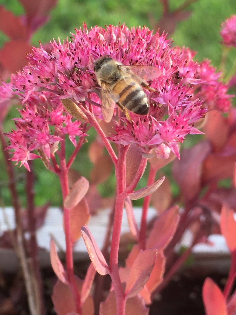 Western Honey Bee from Main St, Mahone Bay, NS, CA on August 31, 2021 ...