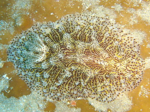 Halgerda jennyae · iNaturalist