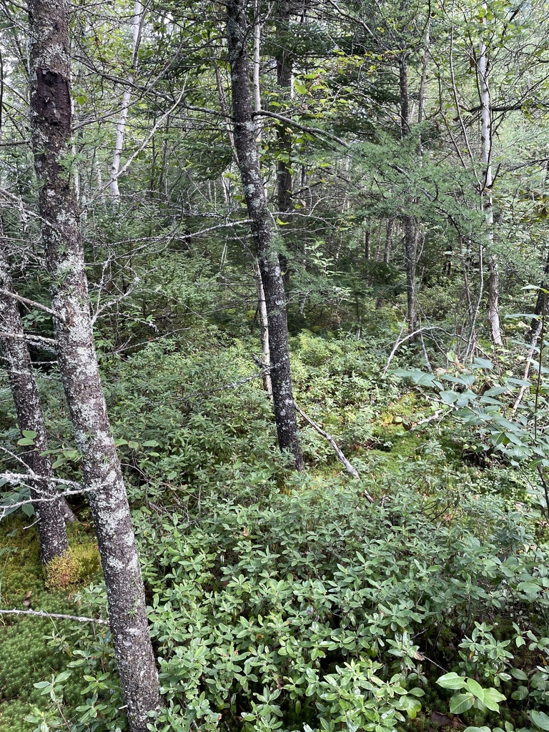 tamarack from Goldboro, NS, CA on August 31, 2021 at 12:42 PM by Mary E ...