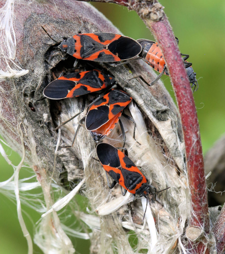 Small Milkweed Bug from High Ridge WMA - Gardner, MA, USA on August 21 ...
