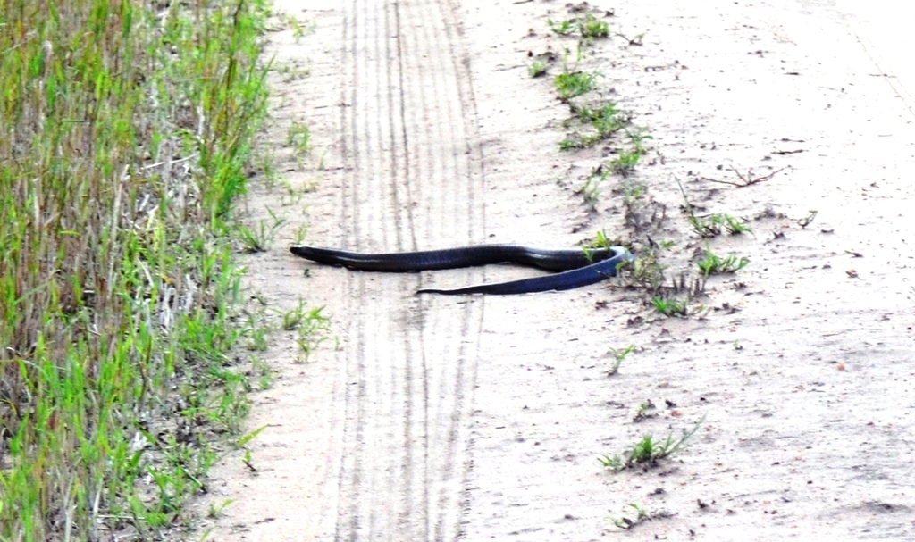Mole Snake from Lengwe National Park, Chikwawa, Malawi on April 15 ...