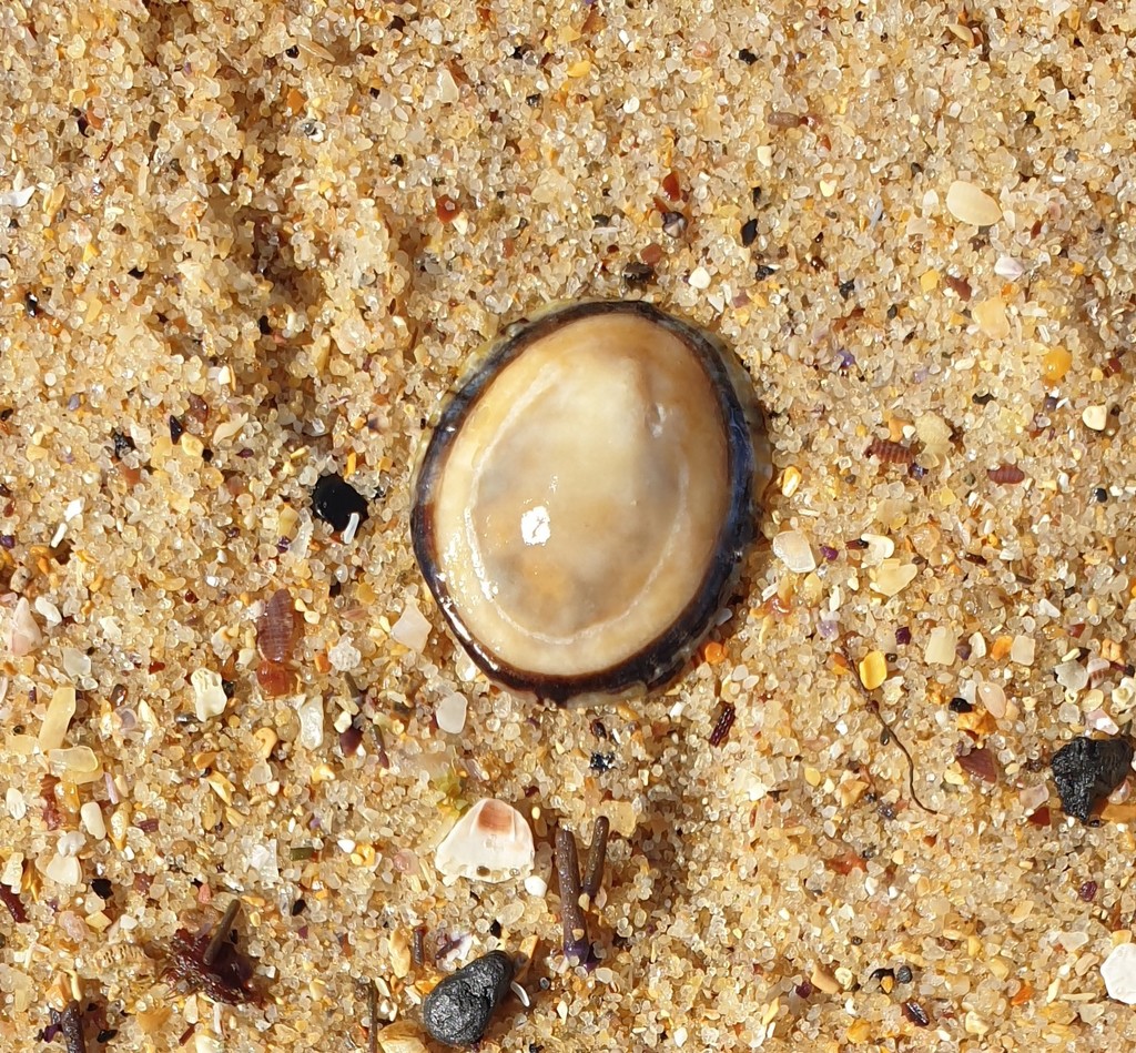 Variegated limpet from Sydney NSW, Australia on August 31, 2021 at 11: ...