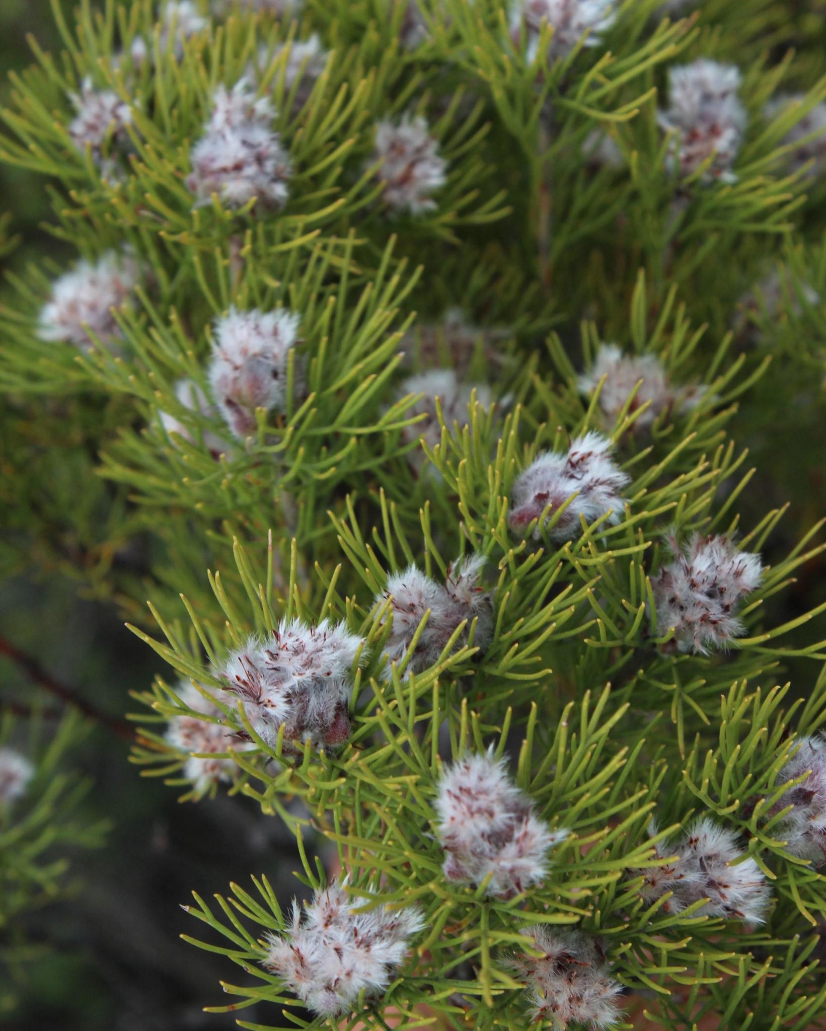 Paranomus capitatus (R.Br.) Kuntze