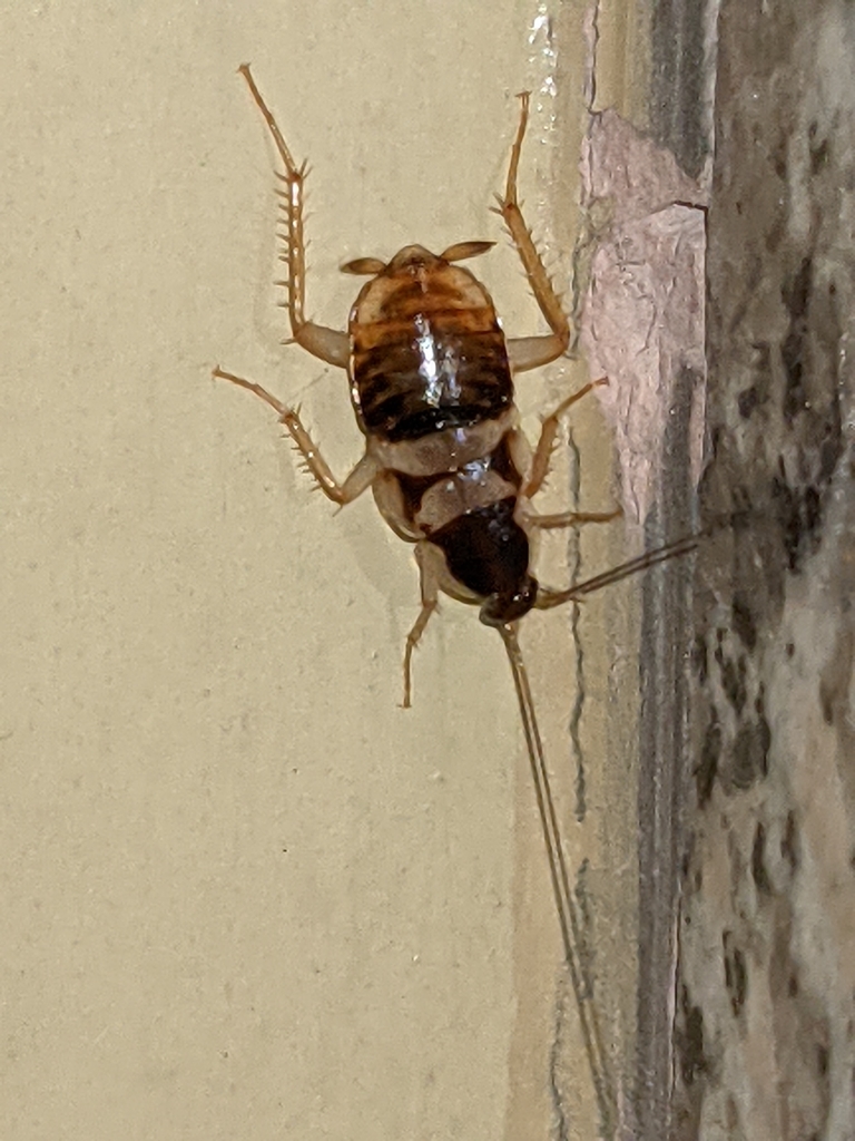 Brown-banded Cockroach from Migliolungo, 42123 Reggio Emilia RE, Italy ...