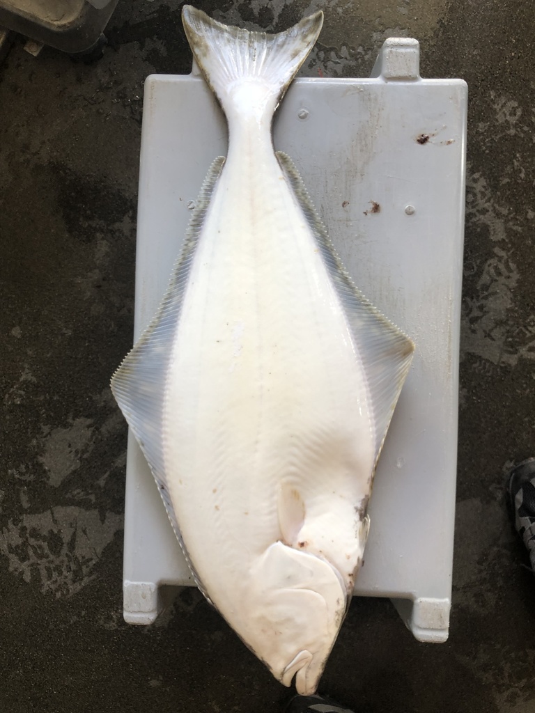Pacific Halibut from Gulf of Alaska, Homer, AK, US on August 31, 2021 ...